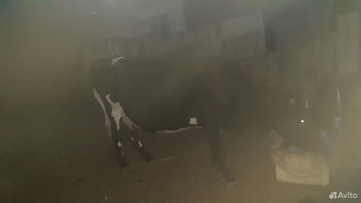 Продаю коров