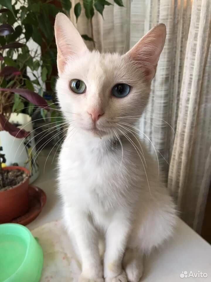 Кошка