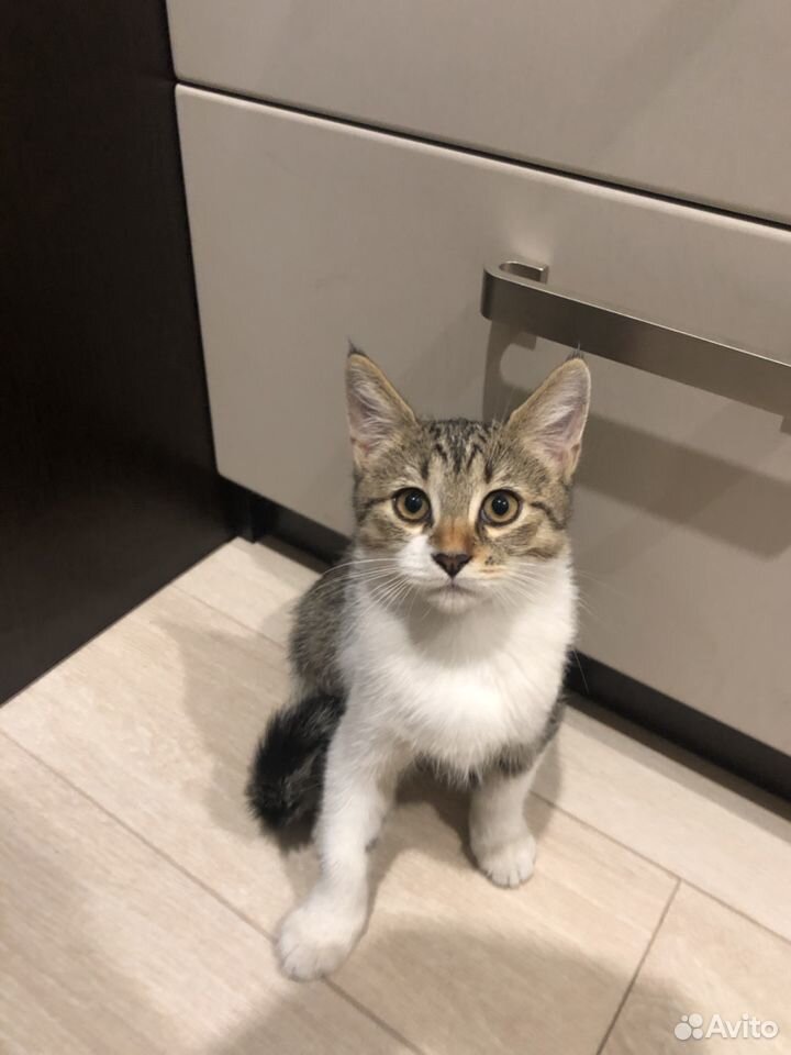 Котенок 3,5 мес девочка