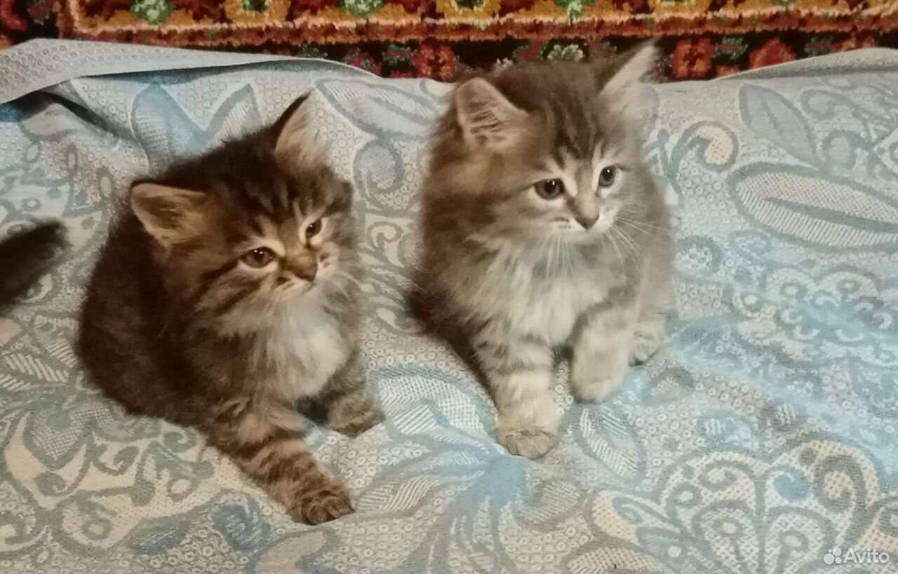 Милые котята