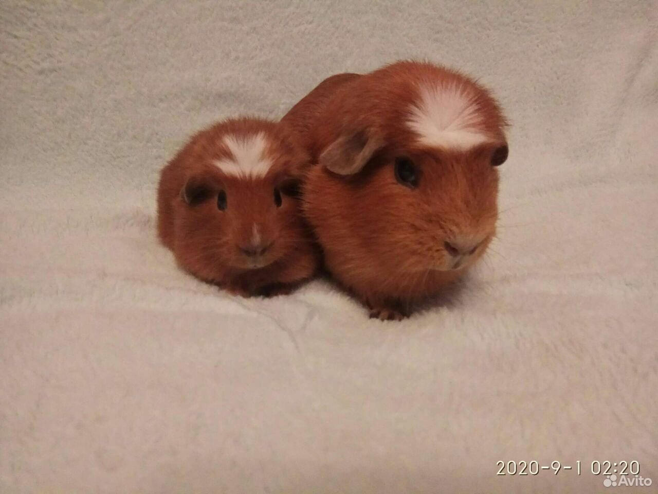 Морская свинка девочка американский крестед