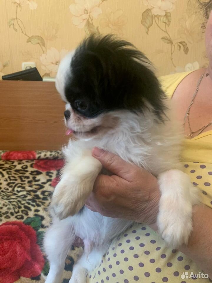 Японский хин