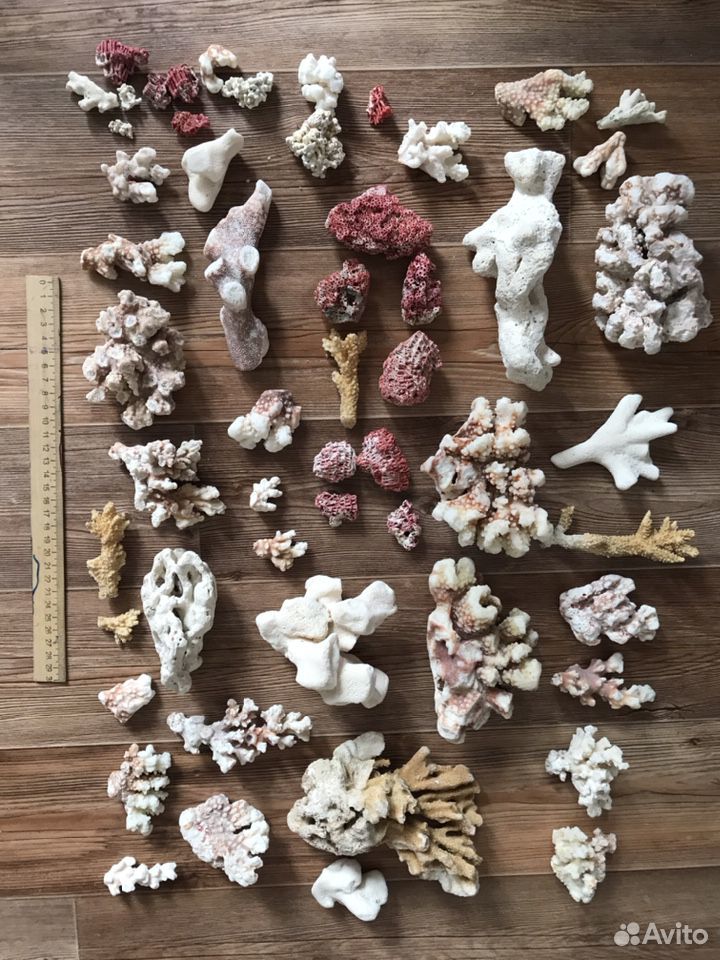 Кораллы сейшельские