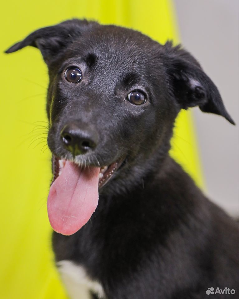 Щенок Багира в дар