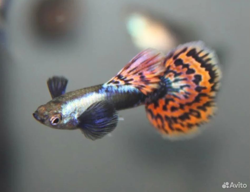 Гуппи мозайка слоновое ухо
