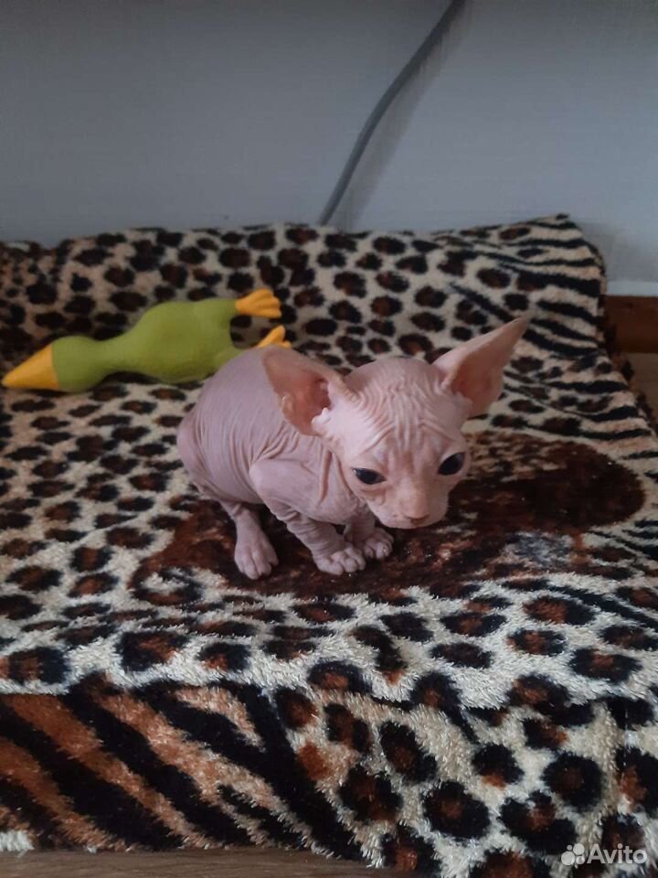 Канадский сфинкс