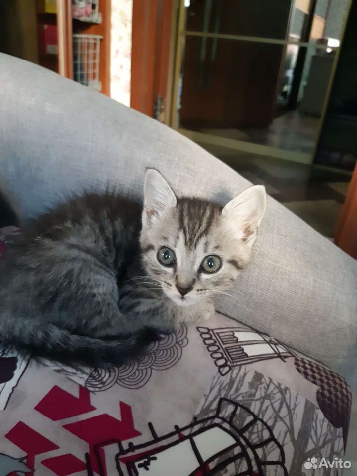 Кошка