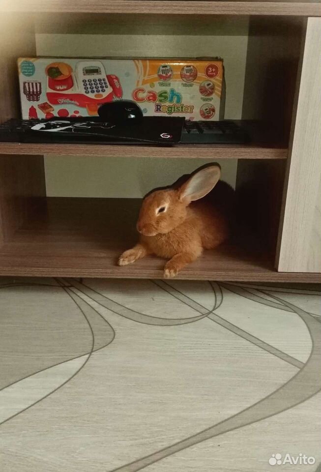 Декоративный кролик Злата