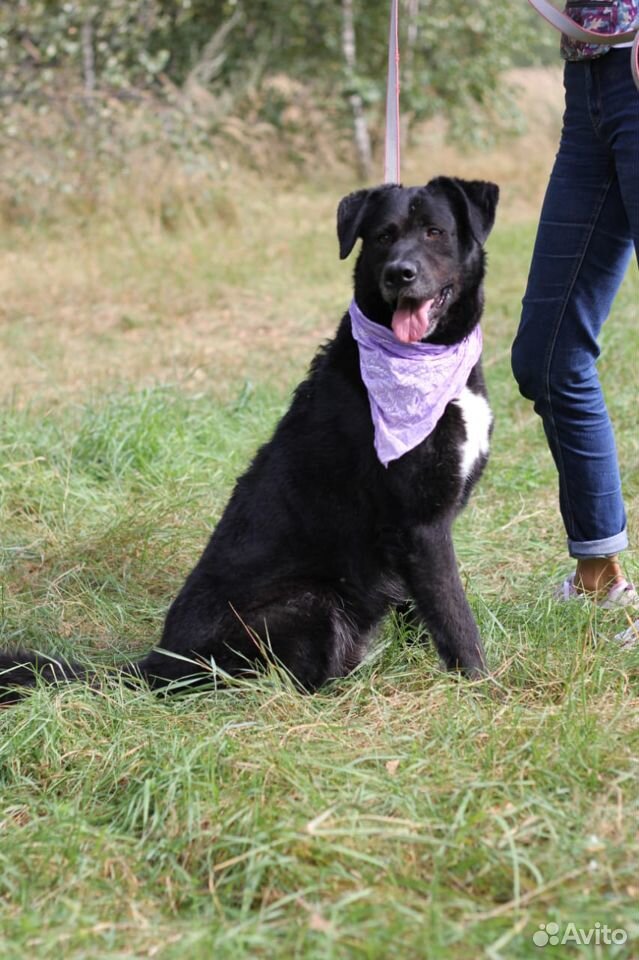 Собака из приюта