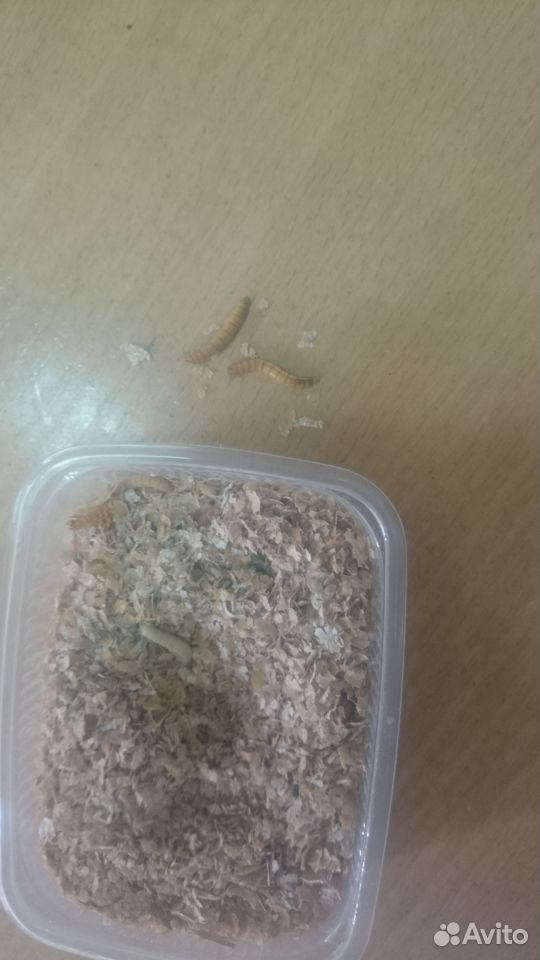 Мучной червяк