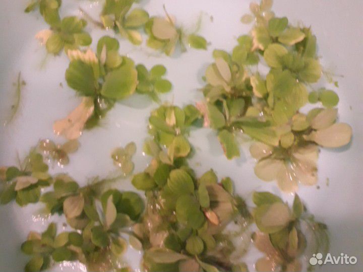 Ряска и пистия