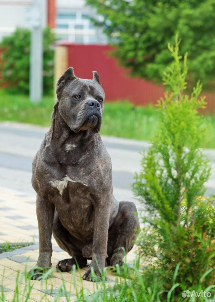 Кане Корсо - мощь, красота и грация