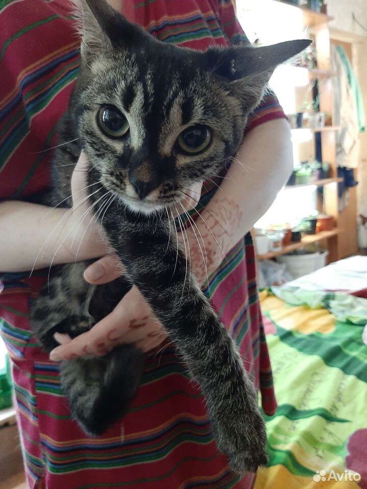 Кошка бенгальская угольная