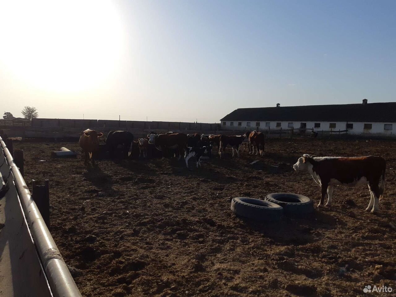 Продаю скот