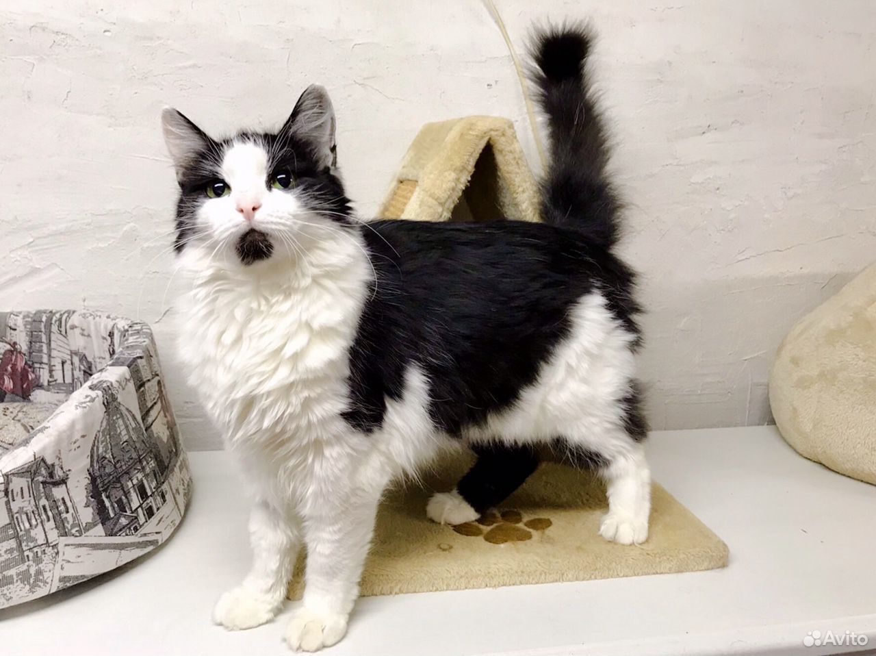 Марфуша в добрые руки