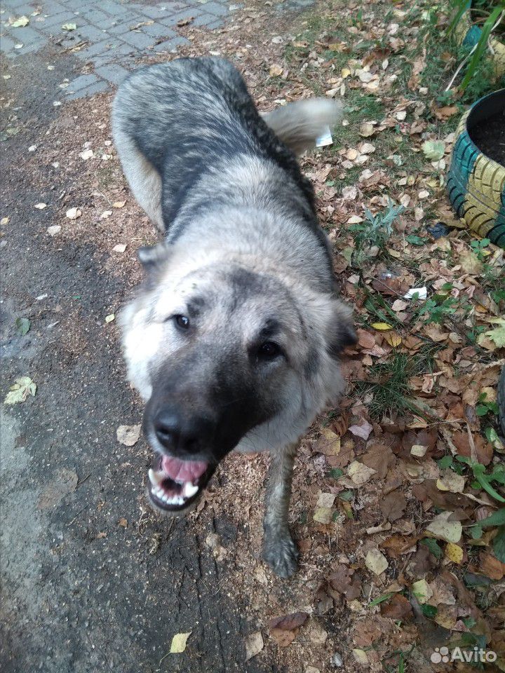Дворовая овчарка