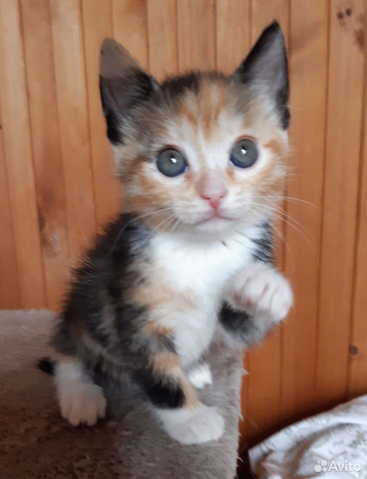 В дар котята 1 мес,девочки трехцветки