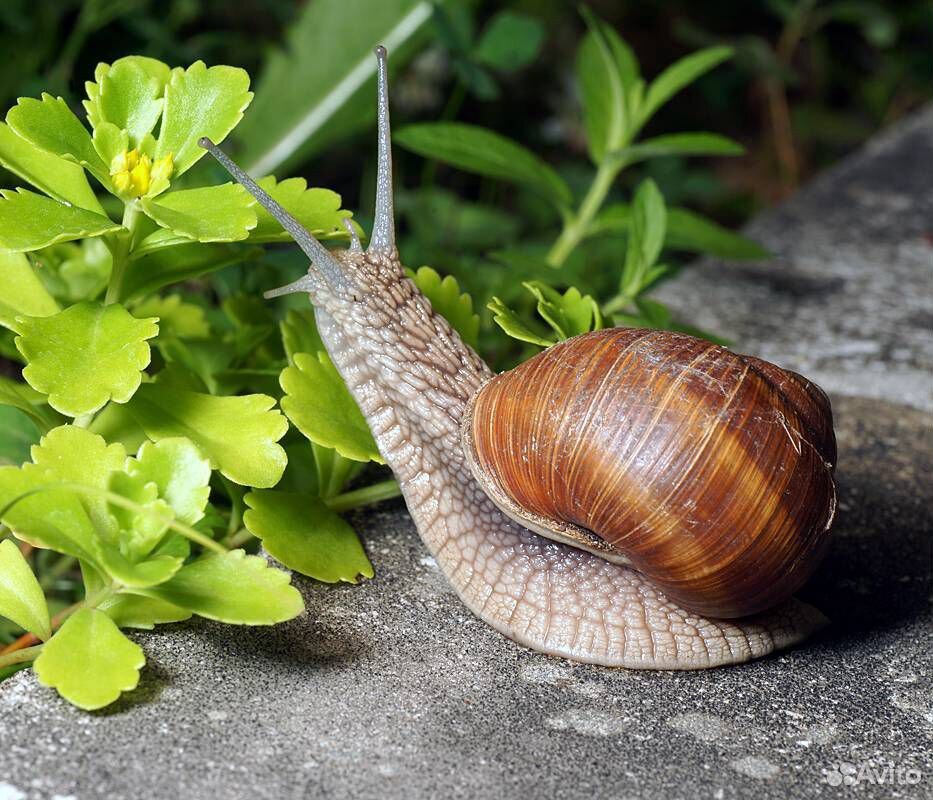 Улитка виноградная