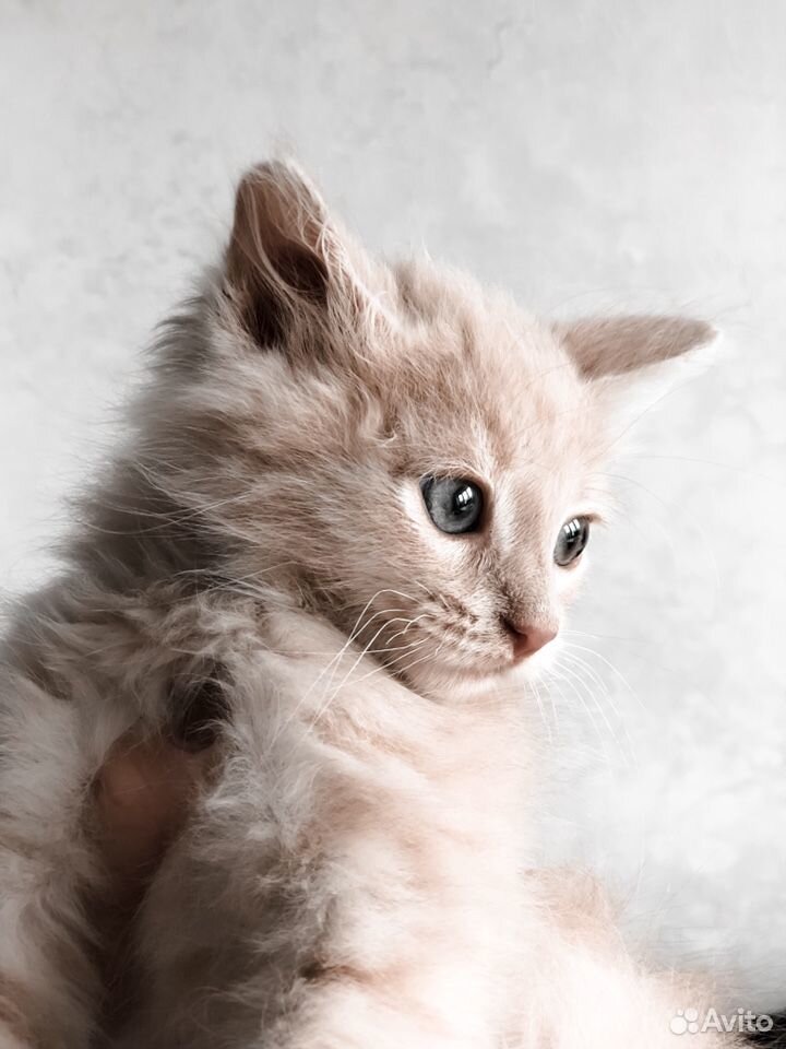 Котёнок Симба