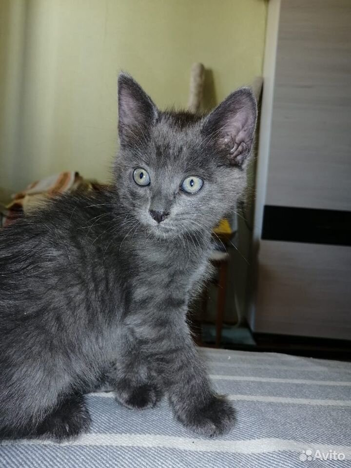 Котенок мальчик 1.5 мес