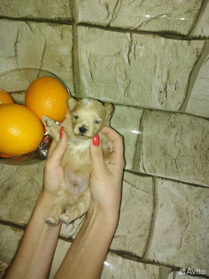 Мальтипушки малыши под бронь