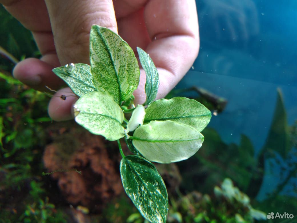 Анубиас white и папоротники