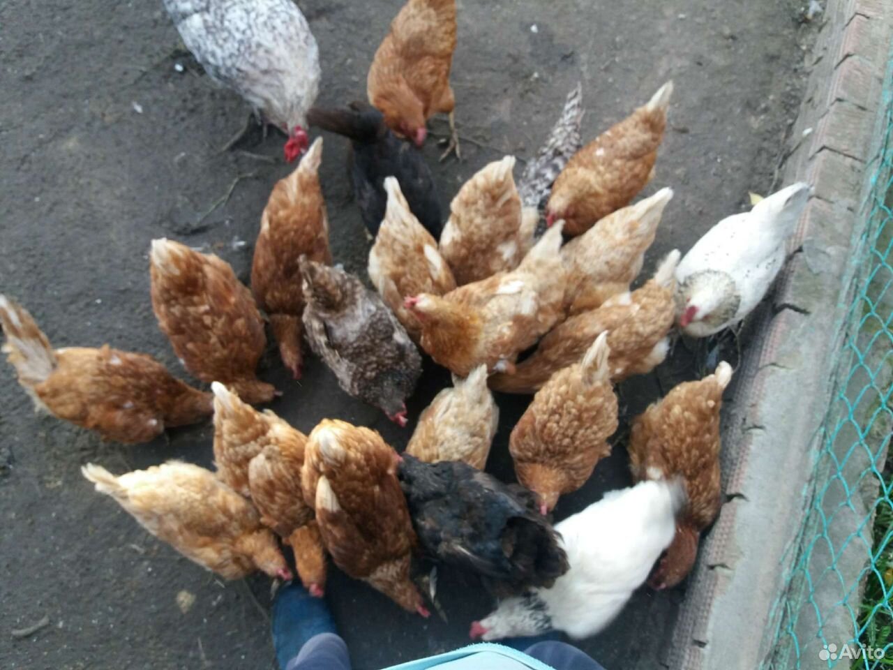 Куры (несушки) одноготки