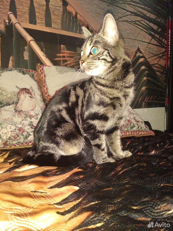 Молодая мраморного окраса кошечка