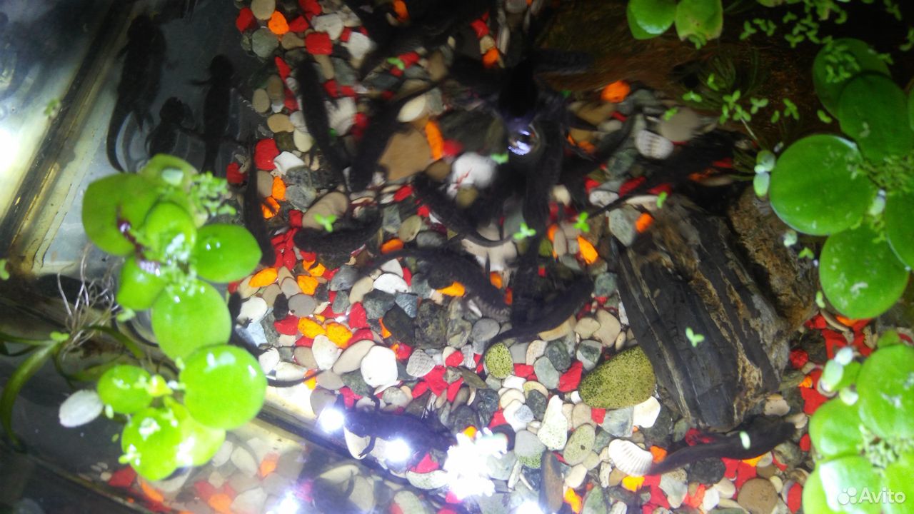 Тритончики испанские