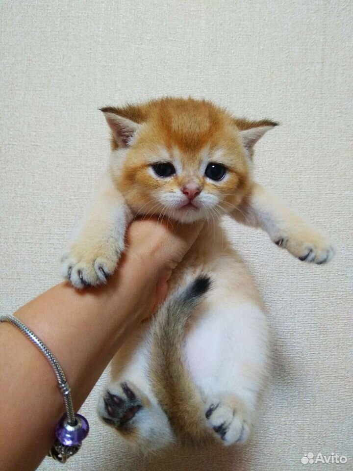 Котенок шотландской шиншиллы