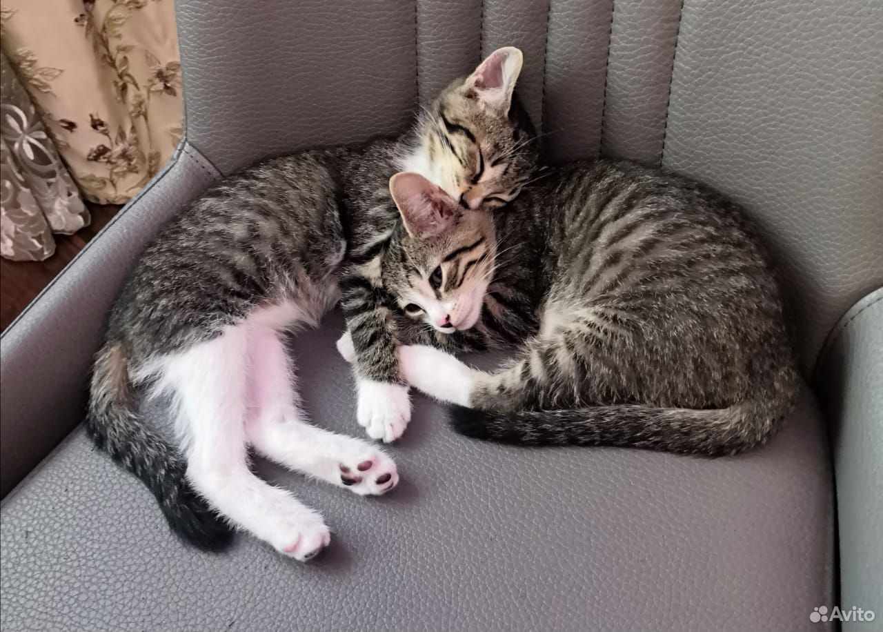Отдам двух милых котят