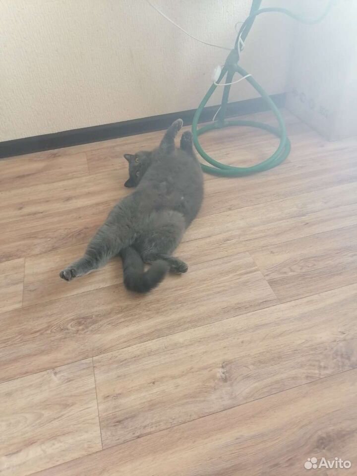 Кошка на вязку