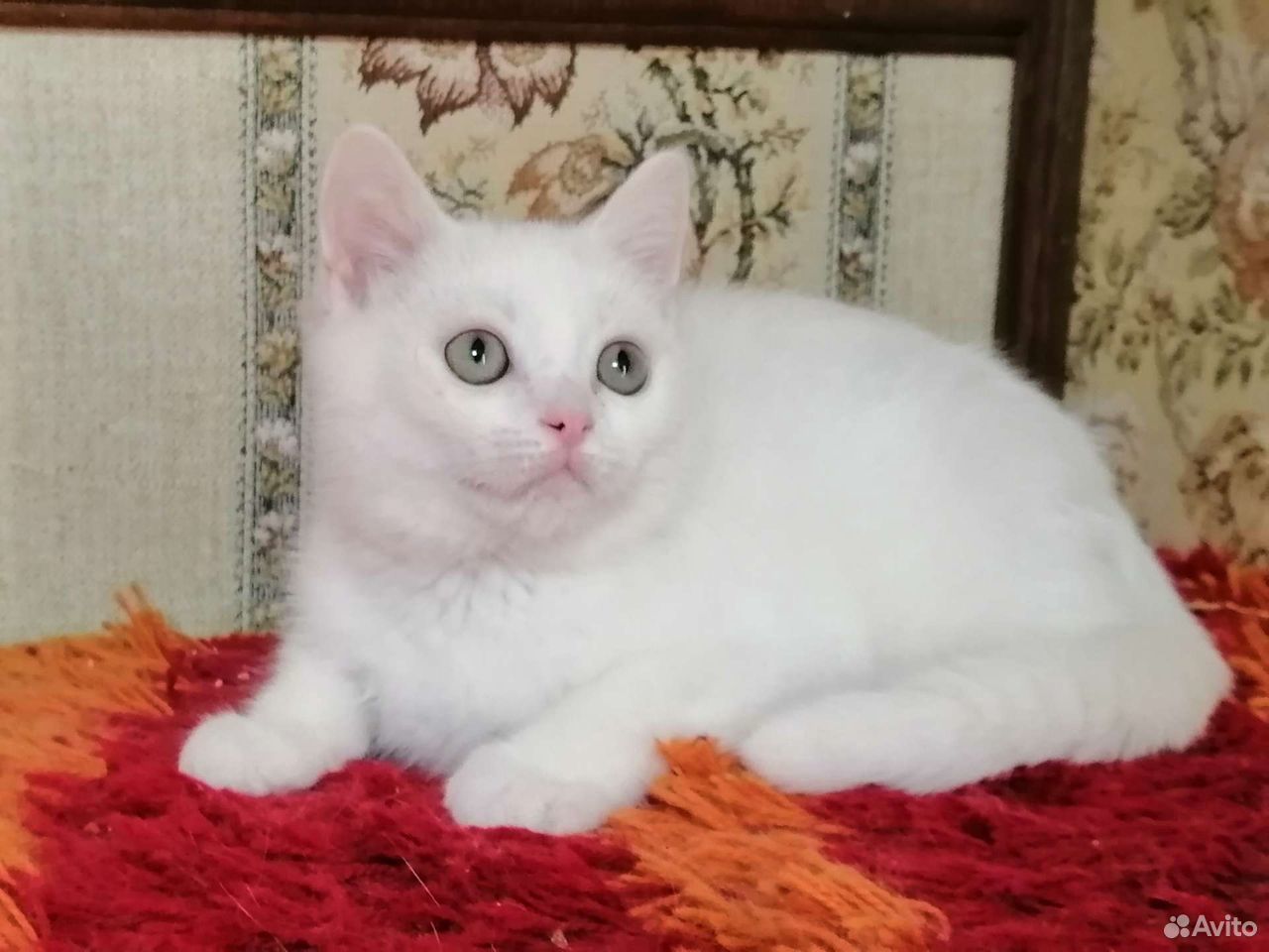 Британский кот W62