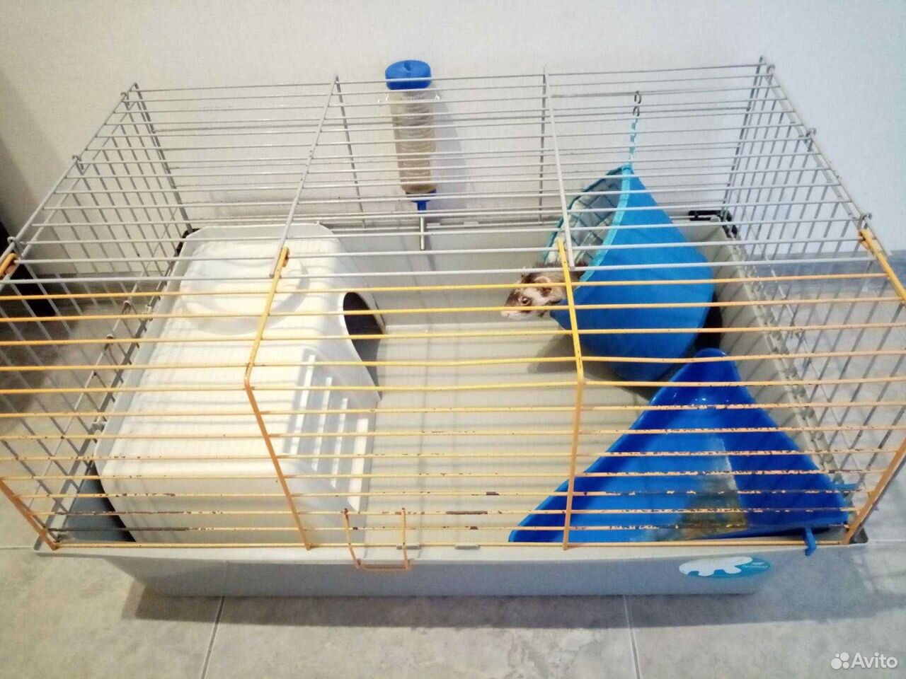 Хорёк (девочка)