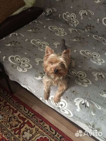 Йоркширский терьер