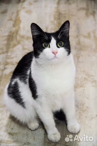 Боня, кошечка ищет дом