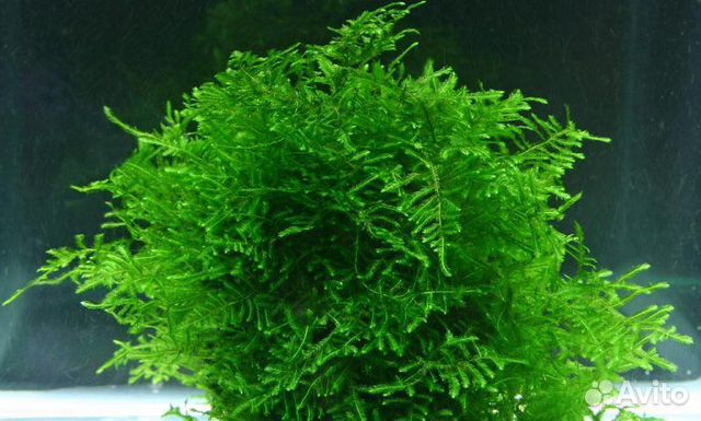 Павлиний мох (Taxiphyllum sp. «Peacock» Peacock Mo