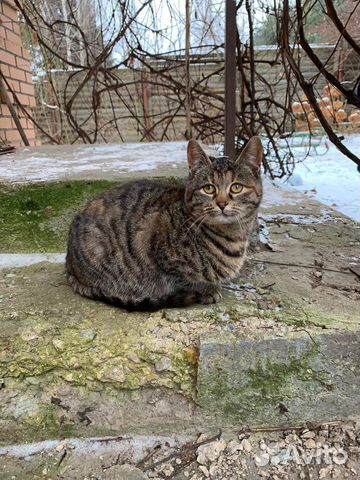 Котенок от кошки крысоловки