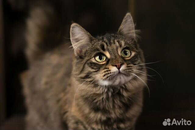 Ласковый котенок Синди ищет дом