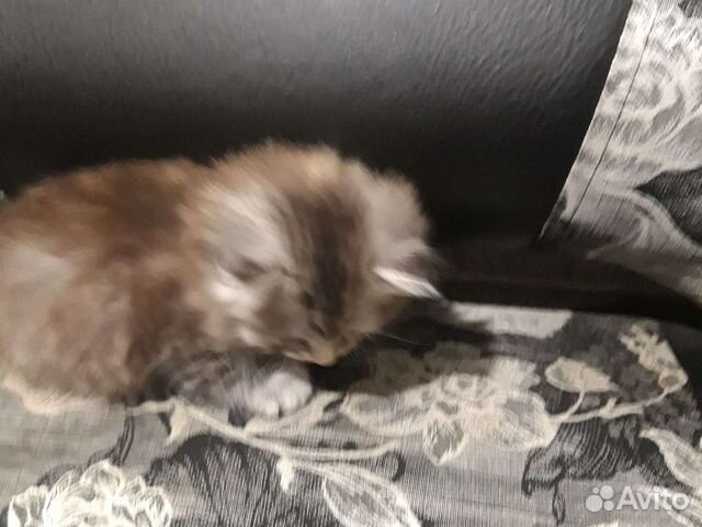 Котёнок