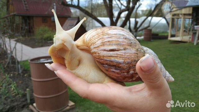 Улитки ахатины