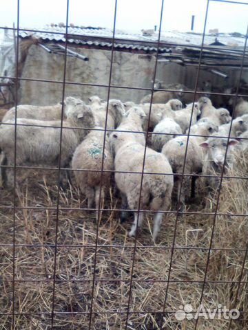 Матки откорм