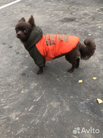 Чихуахуа