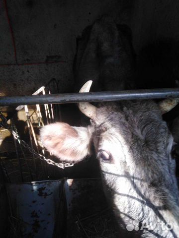 Корова на мясо двух оттелила и телка двухлетняя