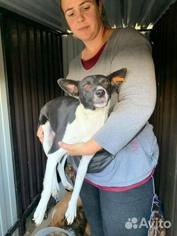 Ищет дом не крупная Собачка Сильви