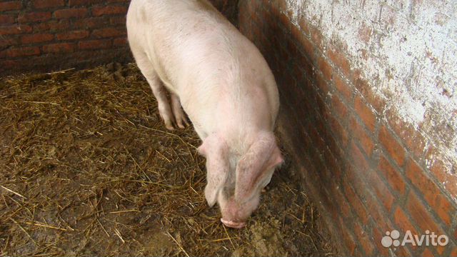 Хряк ландрас