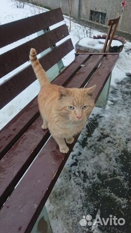 Ищу доброго человека