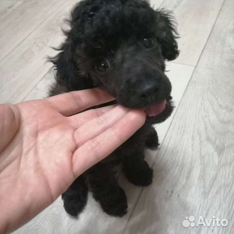 Карликовый пудель