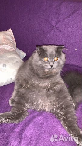 Шотландский кот вязка