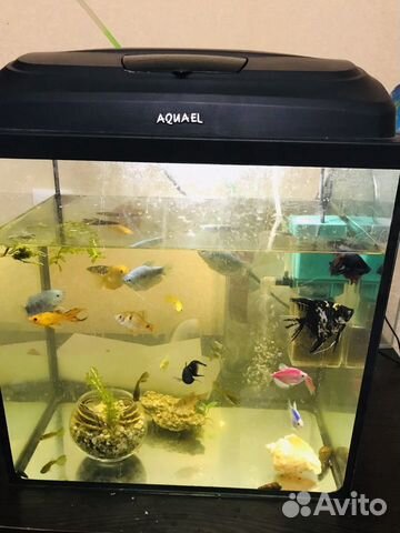 Аквариум, Аквариумные рыбки